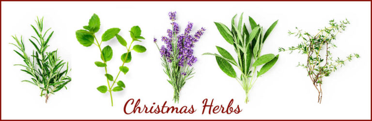 Winter Spices - List of Christmas Spices Plus Best Herbs for Xmas