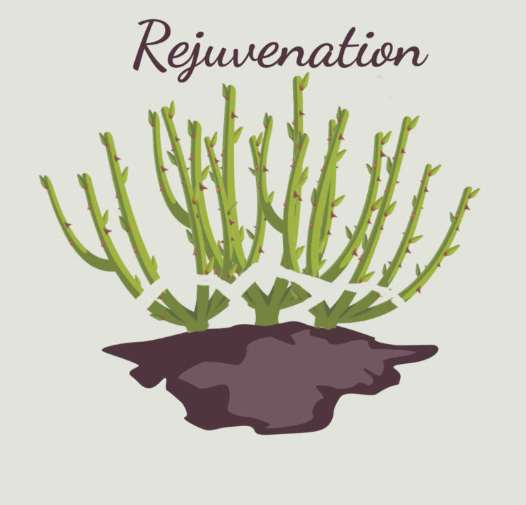 Pruning Shrubs - Techniques- How and When to Trim Bushes