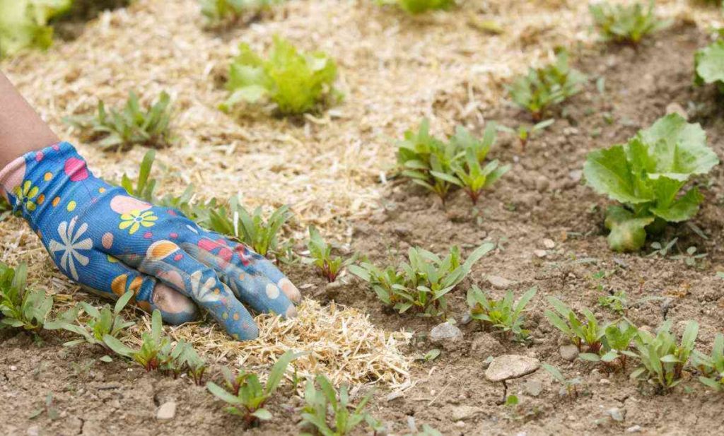 Avoid These 22 Vegetable Garden Mistakes for a Better Garden