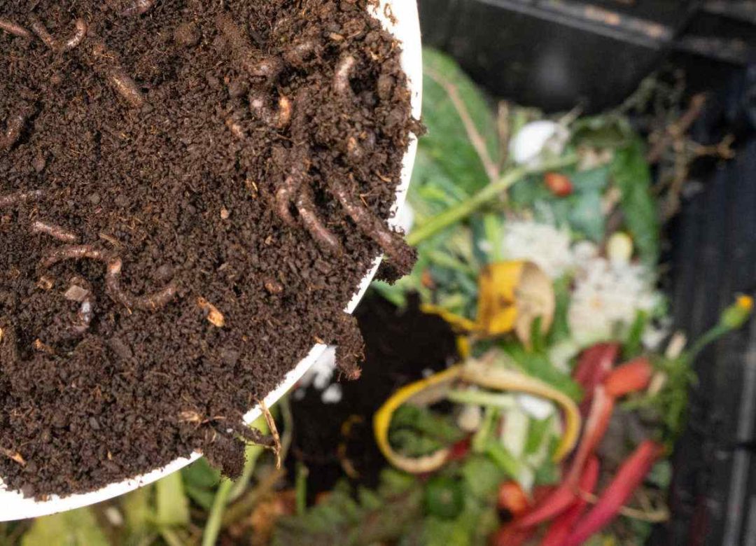 Avoid These 22 Vegetable Garden Mistakes for a Better Garden