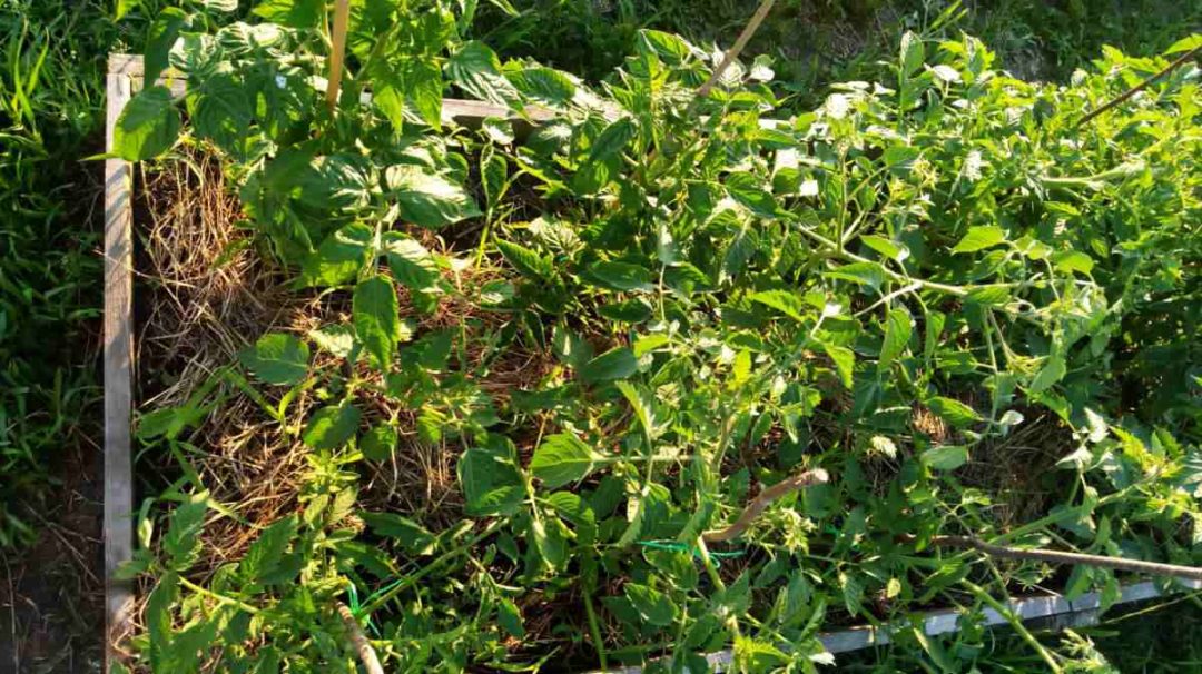 Avoid These 22 Vegetable Garden Mistakes for a Better Garden
