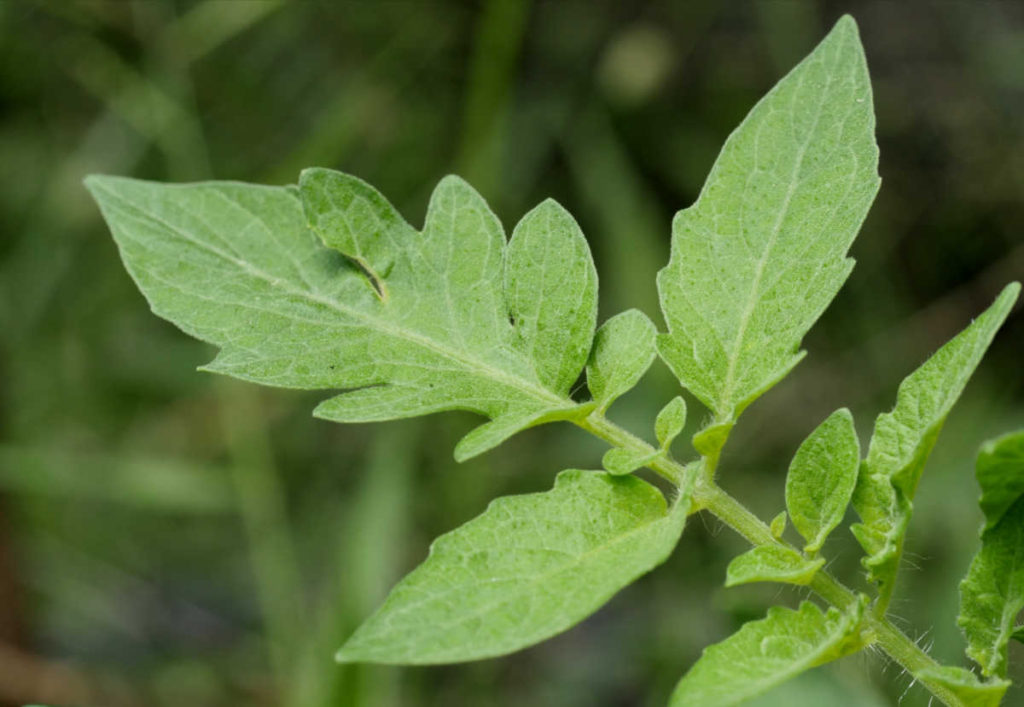 Why Are Tomato Plant Leaves Curling? 10 Tomato Leaf Curl Causes