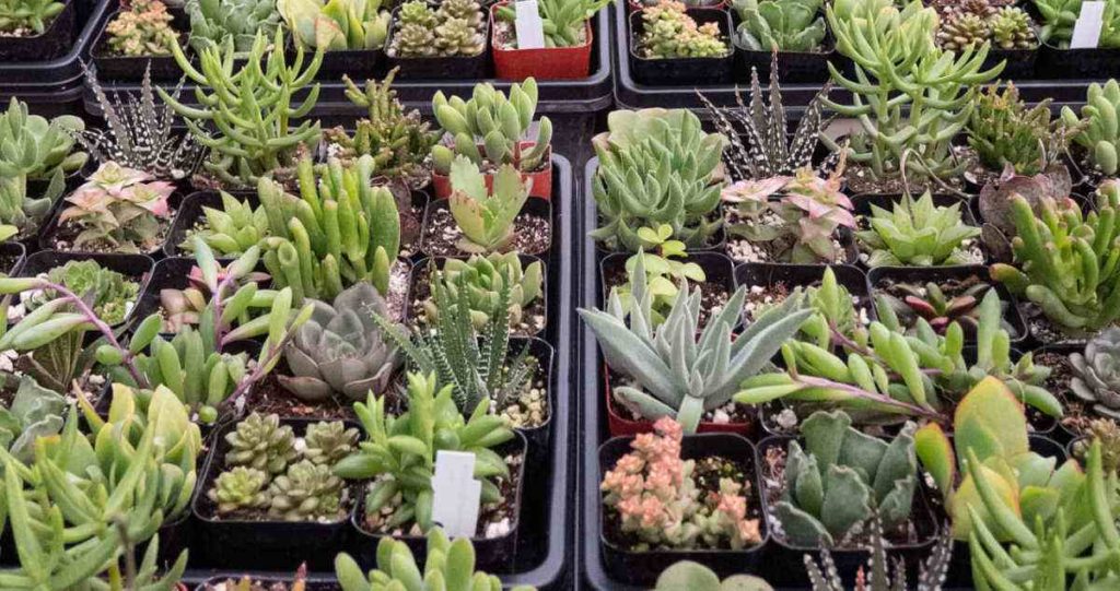 Repotting Succulents - A Step by Step Guide for Healthy Growth