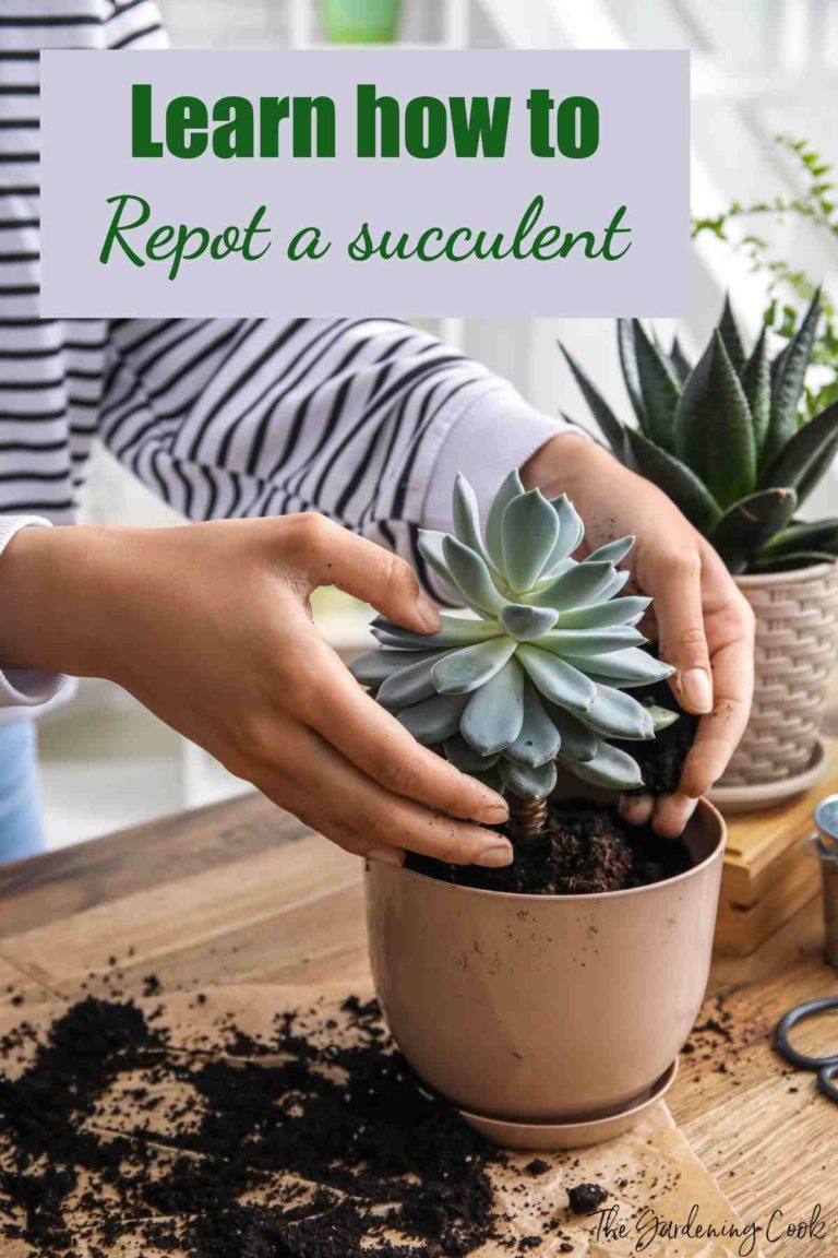 Repotting Succulents - A Step by Step Guide for Healthy Growth
