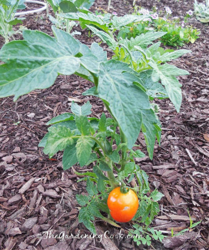 Why Are Tomato Plant Leaves Curling? 10 Tomato Leaf Curl Causes