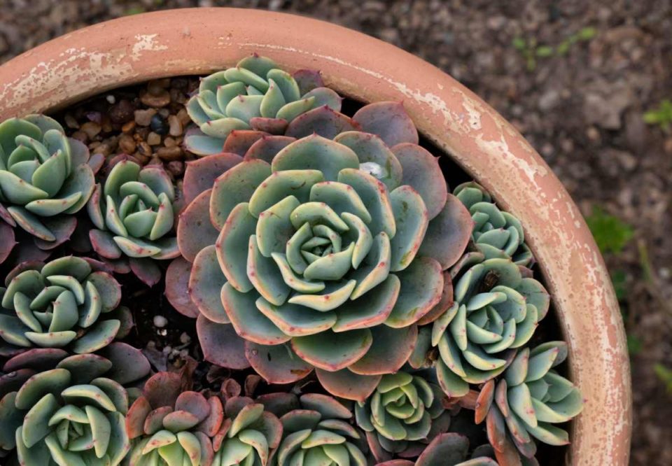 Repotting Succulents - A Step by Step Guide for Healthy Growth