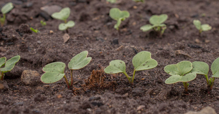 Avoid These 22 Vegetable Garden Mistakes for a Better Garden