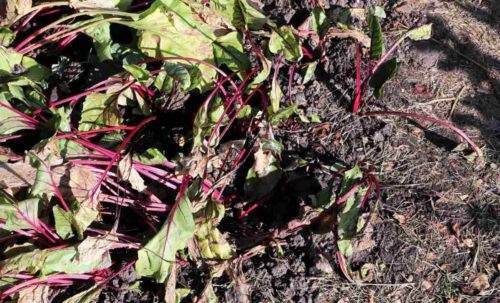 Avoid These 22 Vegetable Garden Mistakes for a Better Garden