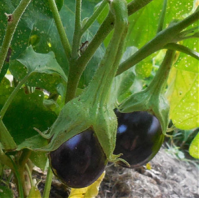 A Beginner's Guide to Growing Eggplant: From Seed to Harvest
