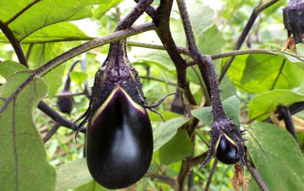 A Beginner's Guide to Growing Eggplant: From Seed to Harvest