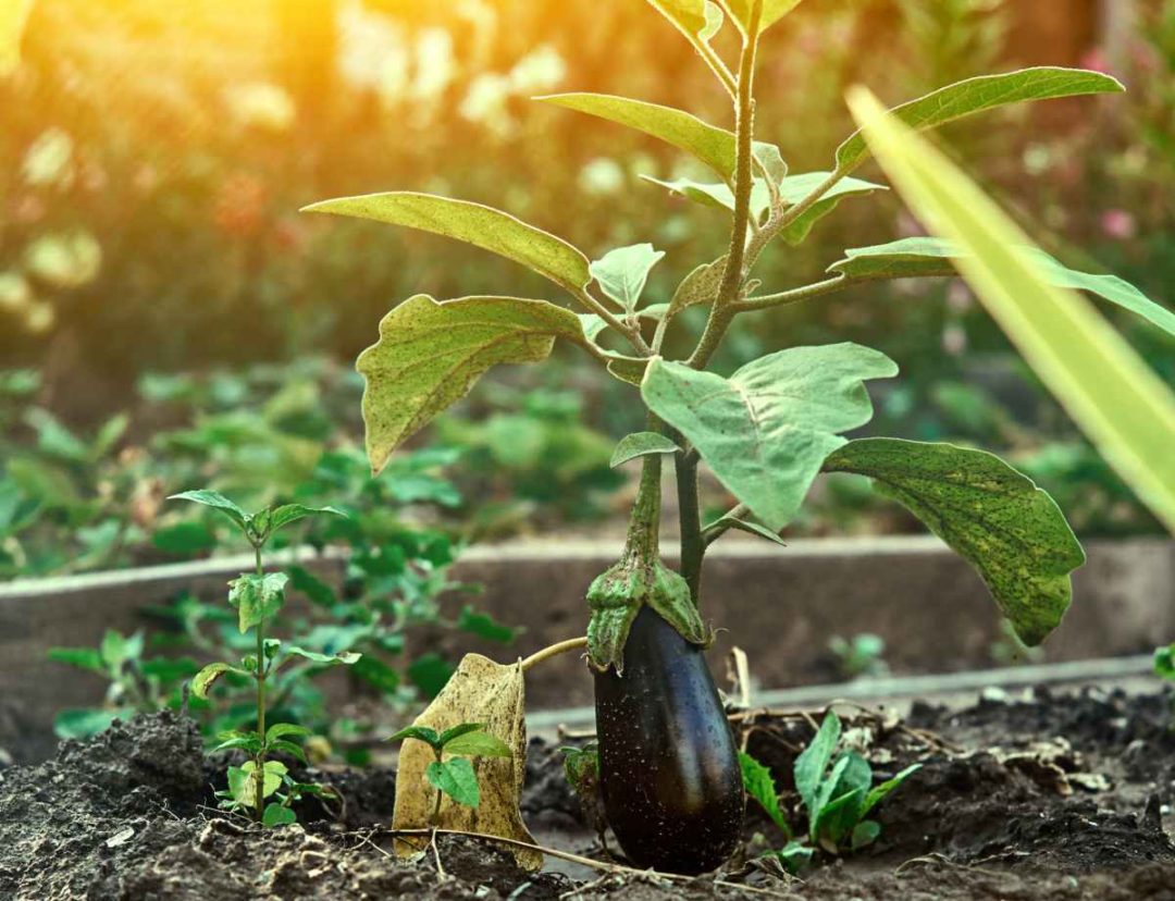 A Beginner's Guide to Growing Eggplant: From Seed to Harvest