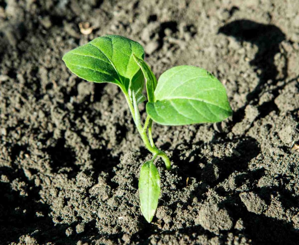 A Beginner's Guide to Growing Eggplant: From Seed to Harvest