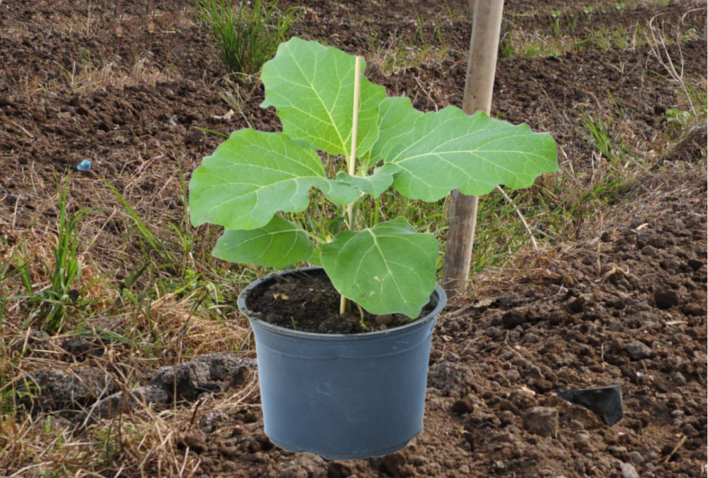 A Beginner's Guide to Growing Eggplant: From Seed to Harvest