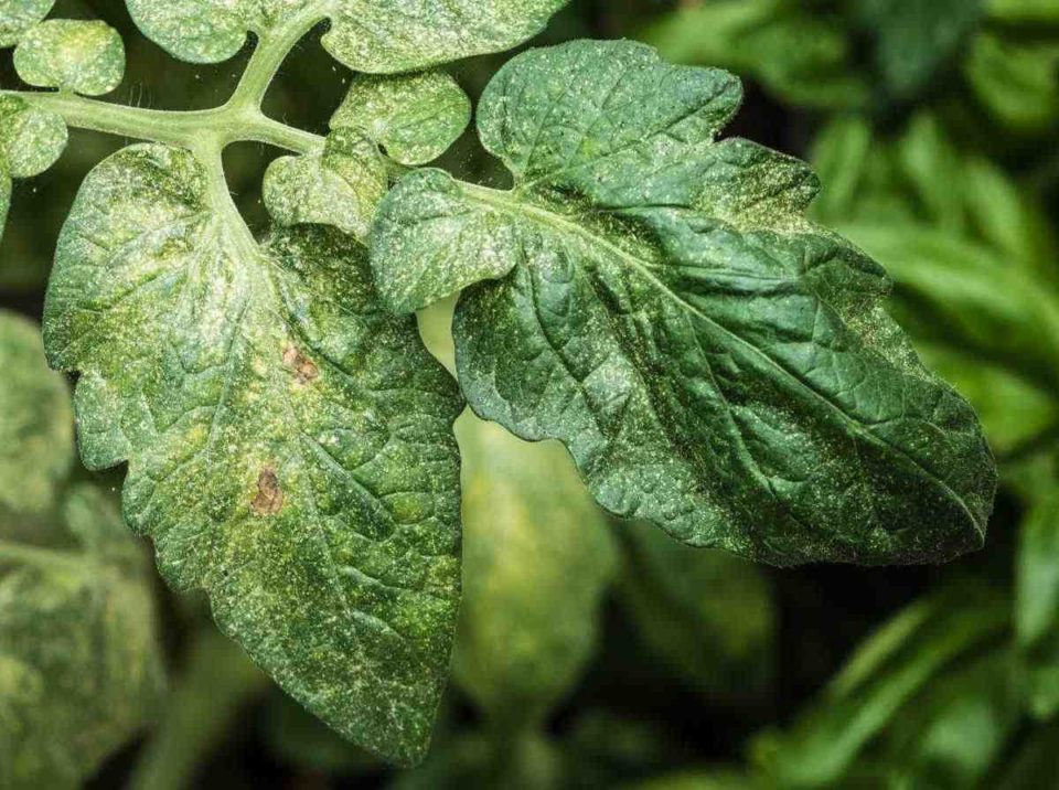Say Goodbye to Black Spots on Tomato Leaves - Natural Solutions!