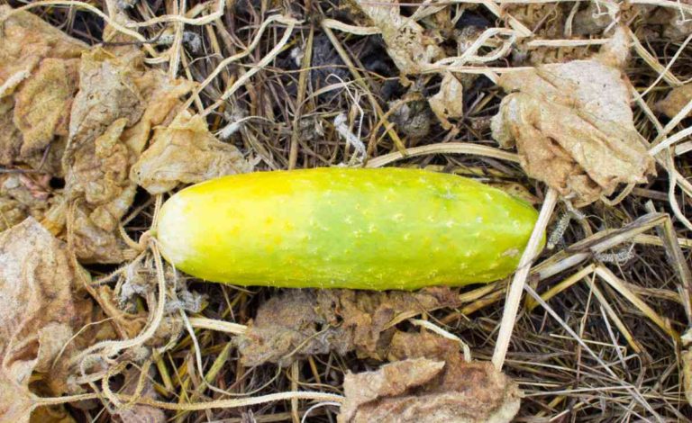 Why Are My Cucumbers Bitter? Are They Safe to Eat?