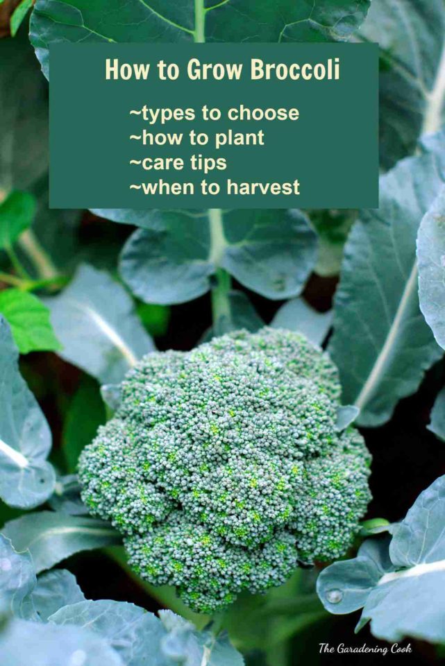 Growing Broccoli - Tips for Planting, Care, Harvest & Recipe Ideas