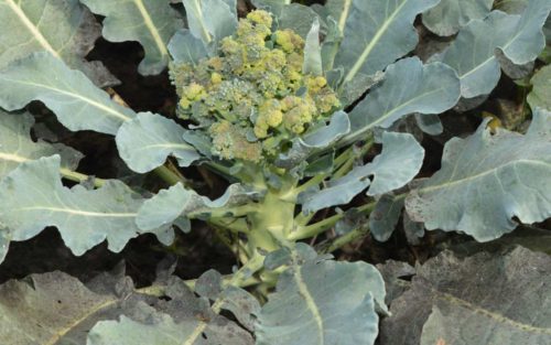 Growing Broccoli - Tips for Planting, Care, Harvest & Recipe Ideas