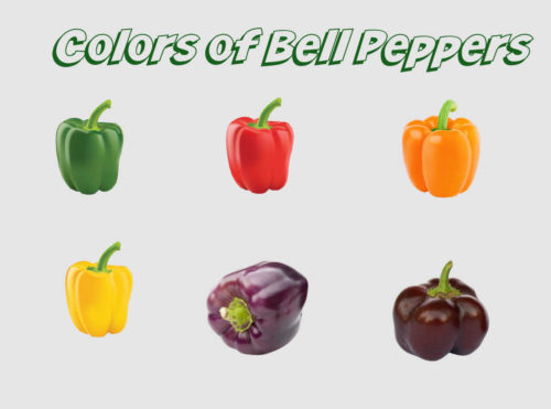 Bell Pepper Colors - Why Wont My Green Peppers Turn Red?