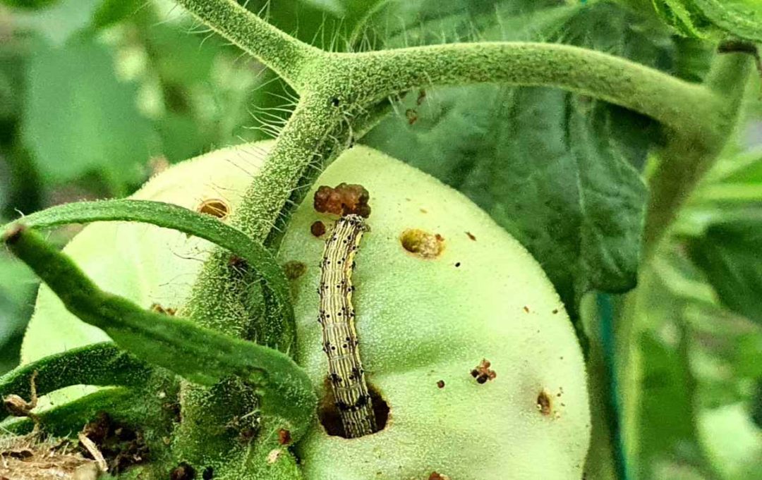 30 Tomato Plant Problems - What's Wrong with my Tomato Plant?
