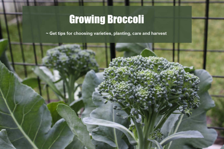 Growing Broccoli - Tips for Planting, Care, Harvest & Recipe Ideas