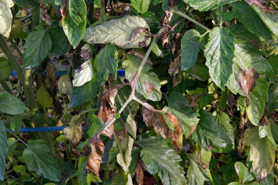 30 Tomato Plant Problems - What's Wrong with my Tomato Plant?