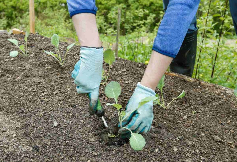 Growing Broccoli - Tips for Planting, Care, Harvest & Recipe Ideas