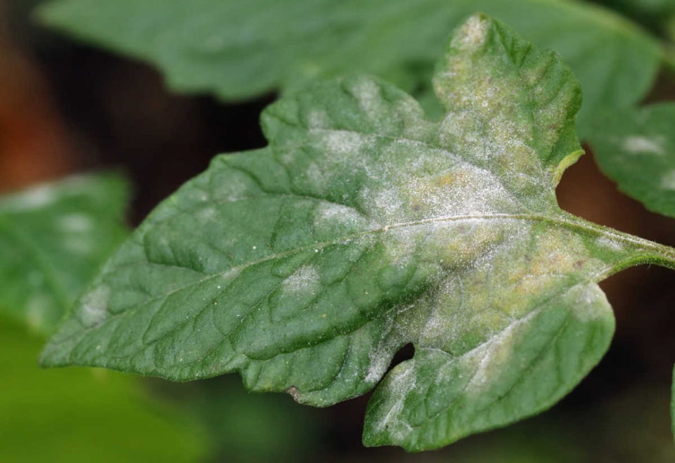 30 Tomato Plant Problems - What's Wrong with my Tomato Plant?