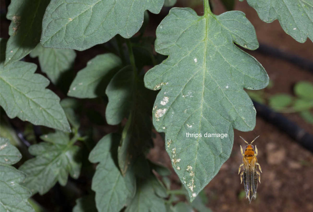 30 Tomato Plant Problems - What's Wrong with my Tomato Plant?