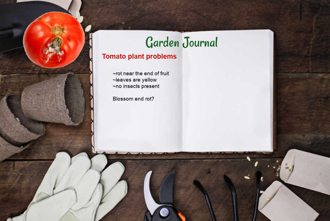 30 Tomato Plant Problems - What's Wrong with my Tomato Plant?