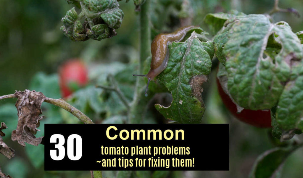 30 Tomato Plant Problems - What's Wrong with my Tomato Plant?