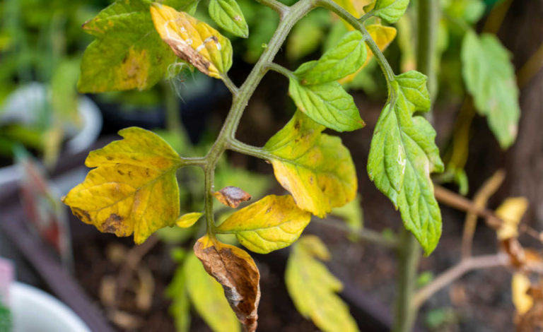 30 Tomato Plant Problems - What's Wrong with my Tomato Plant?