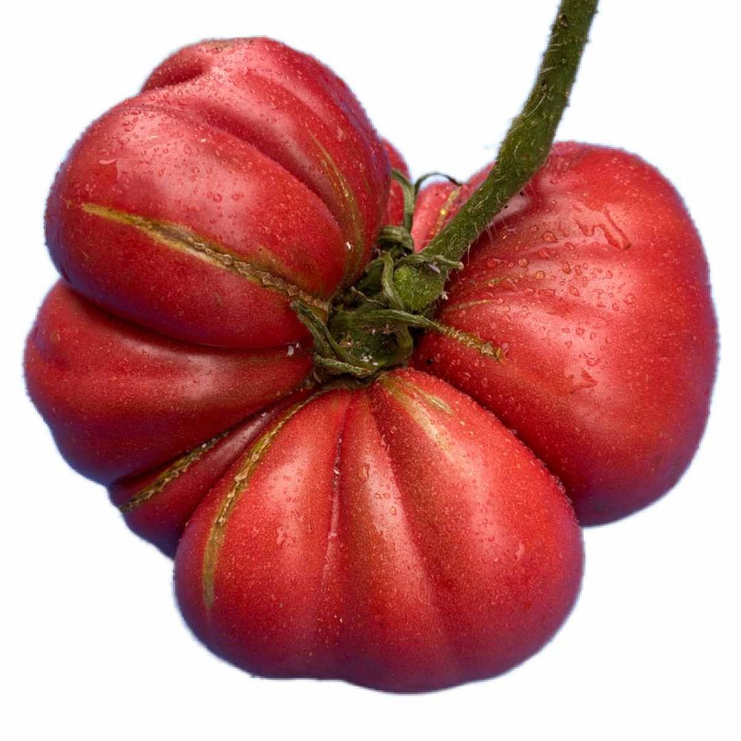 What Causes Catfaced Tomatoes? - Catfacing Abiotic Disorder