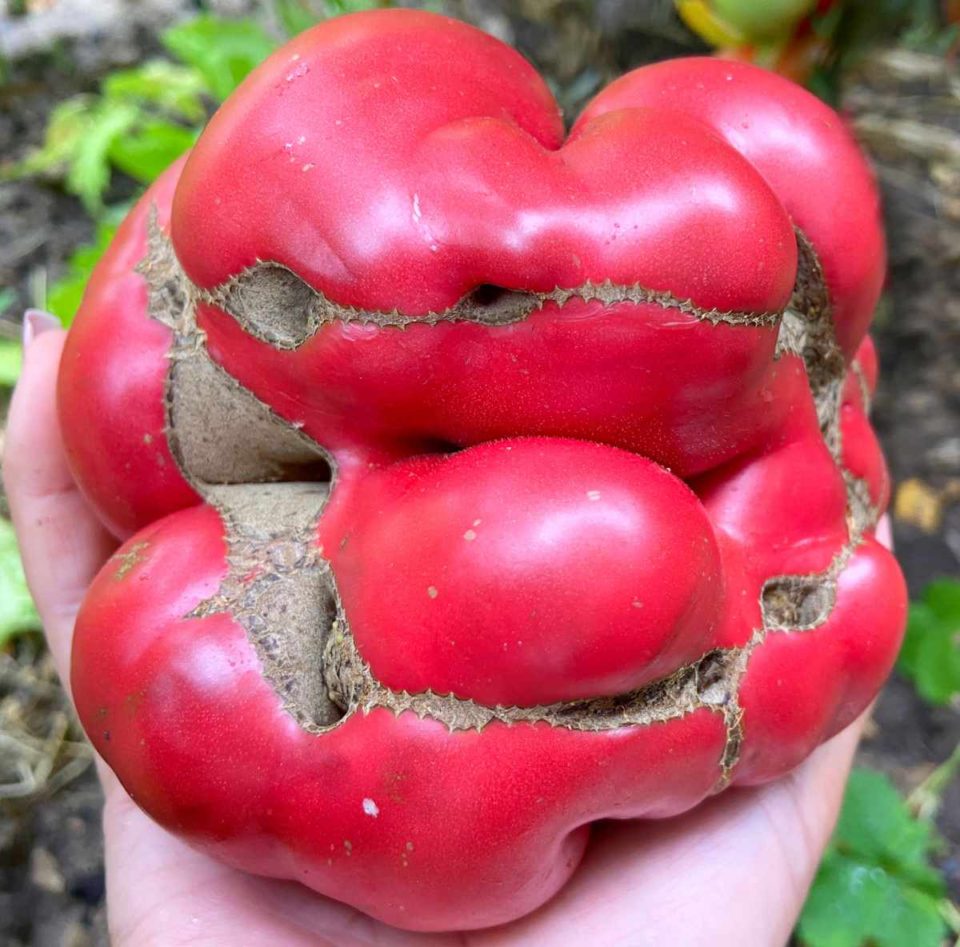 What Causes Catfaced Tomatoes? - Catfacing Abiotic Disorder