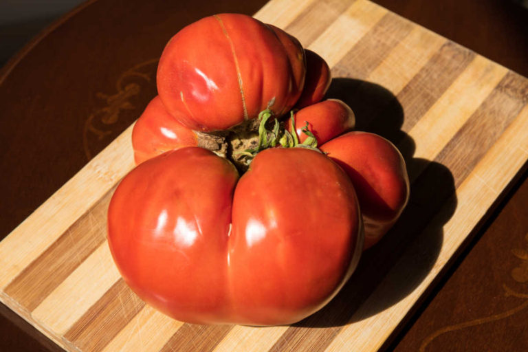 Vegetable Garden Problems and Solutions - Troubleshooting your Garden