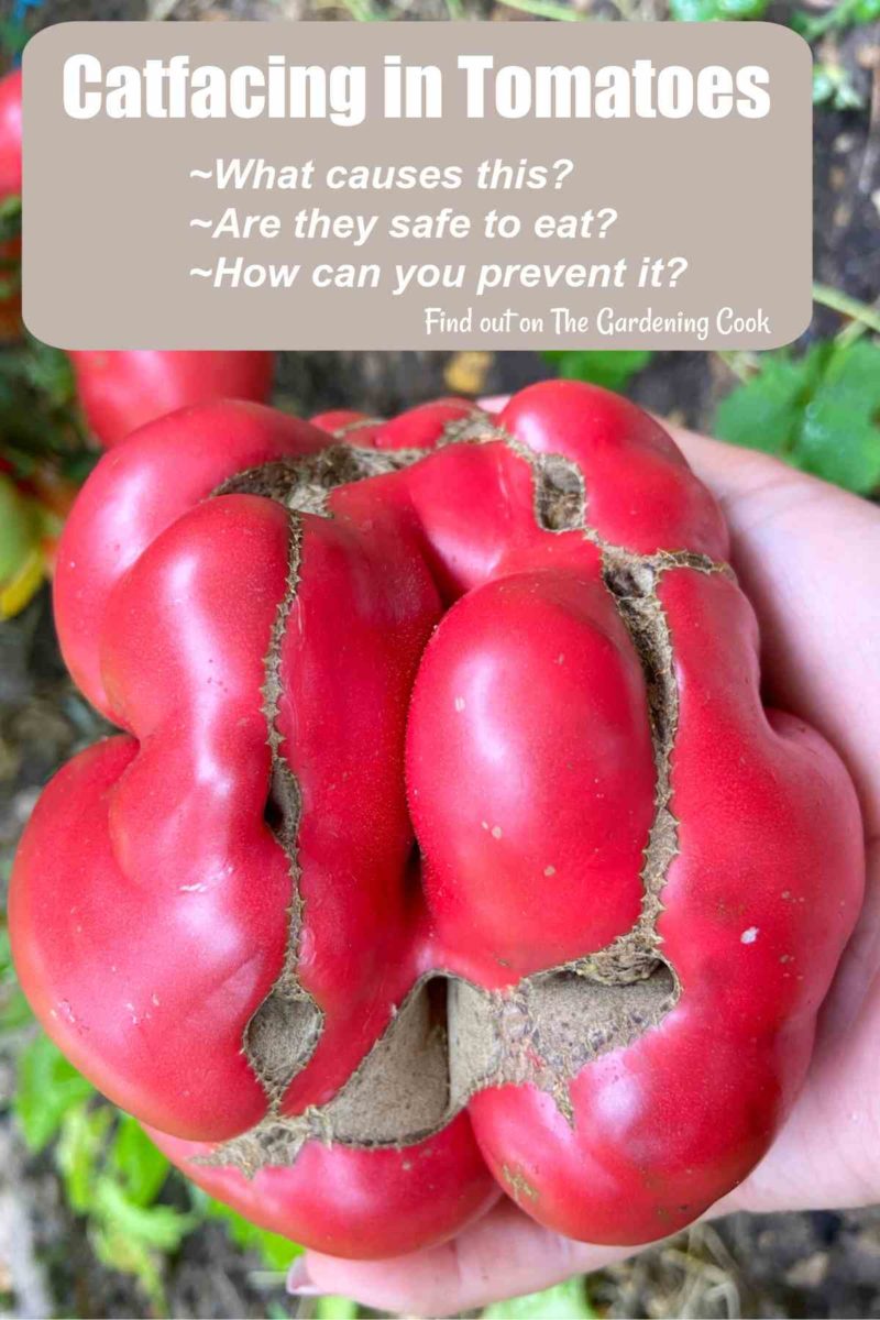 What Causes Catfaced Tomatoes? - Catfacing Abiotic Disorder