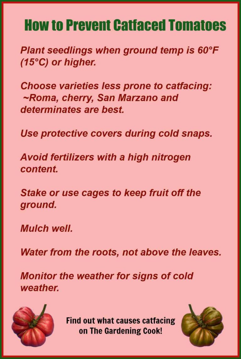 What Causes Catfaced Tomatoes? - Catfacing Abiotic Disorder