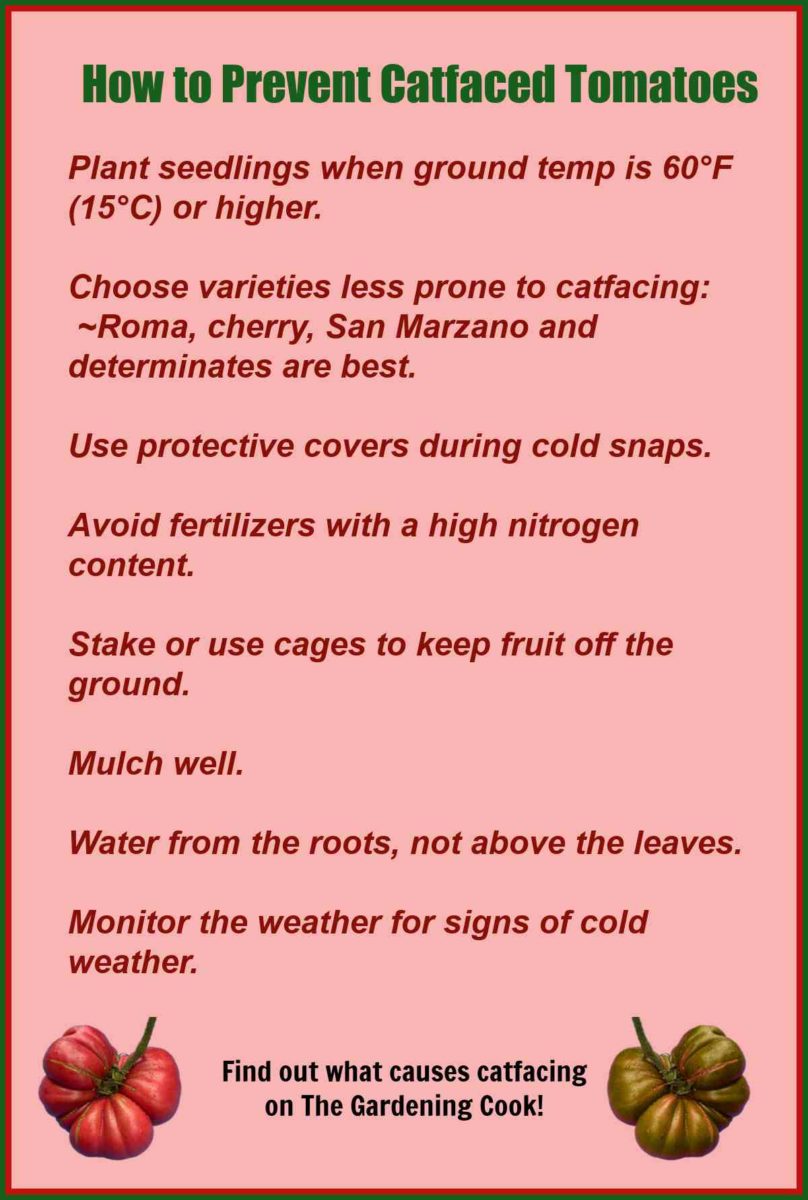 What Causes Catfaced Tomatoes? - Catfacing Abiotic Disorder