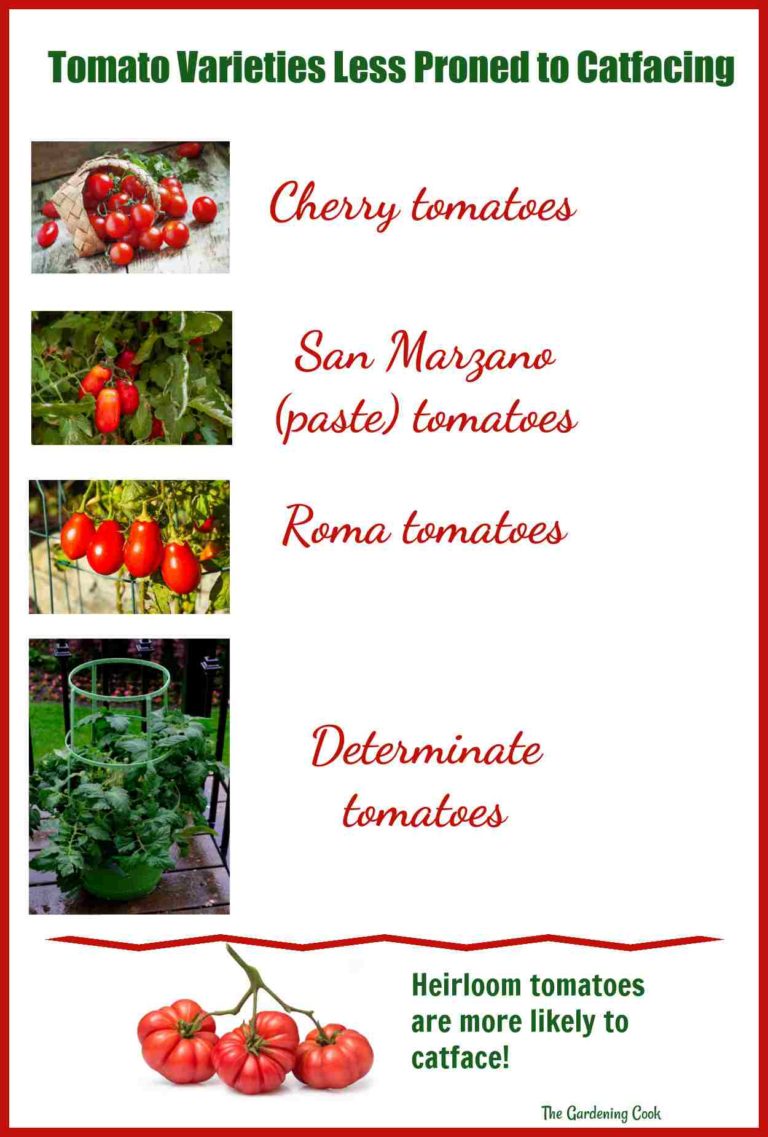 What Causes Catfaced Tomatoes? - Catfacing Abiotic Disorder