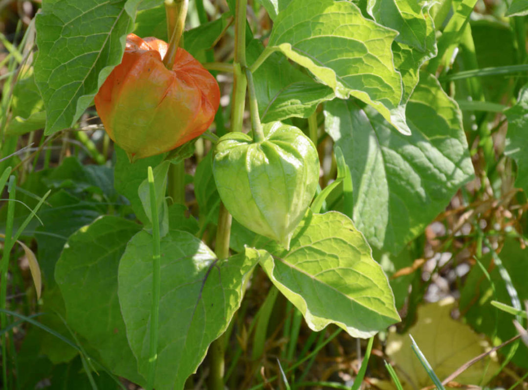 Growing Chinese Lantern Plant - How to Grow Physalis Alkekengi