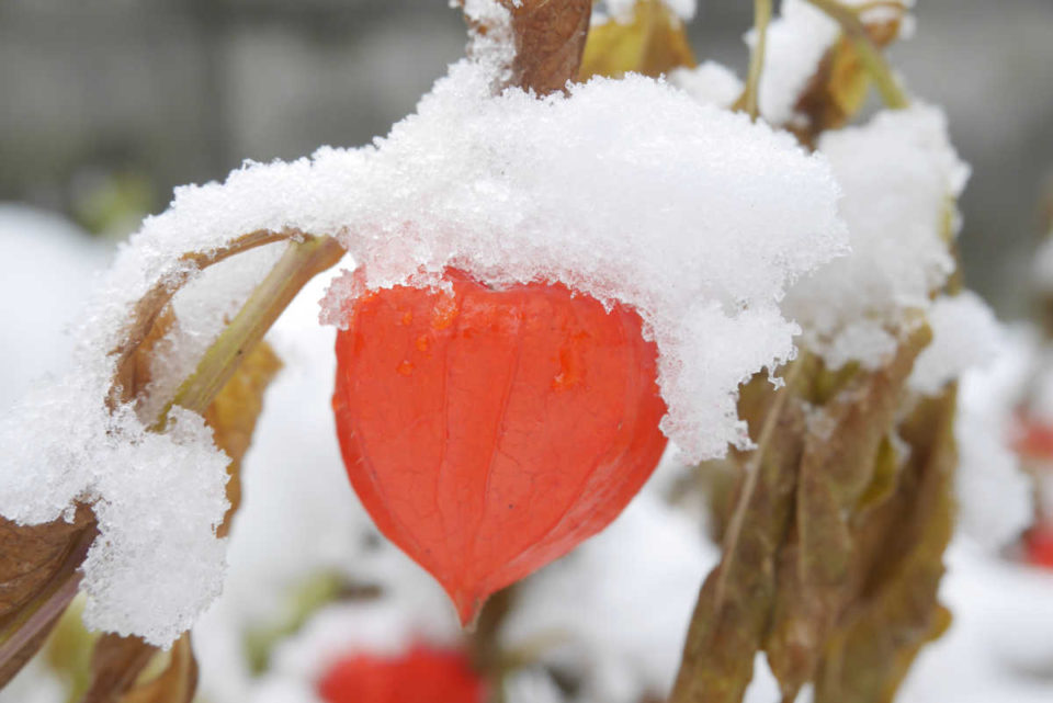 Growing Chinese Lantern Plant - How to Grow Physalis Alkekengi