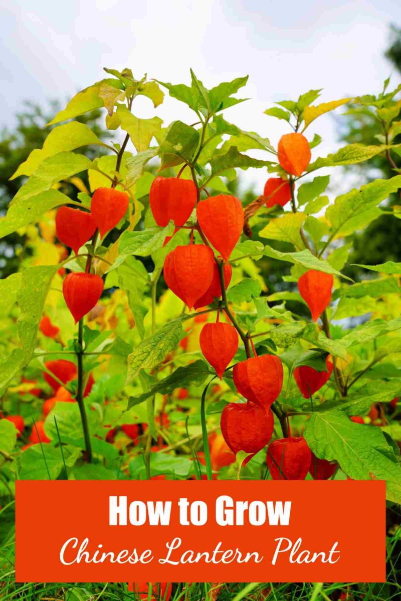 Growing Chinese Lantern Plant - How to Grow Physalis Alkekengi