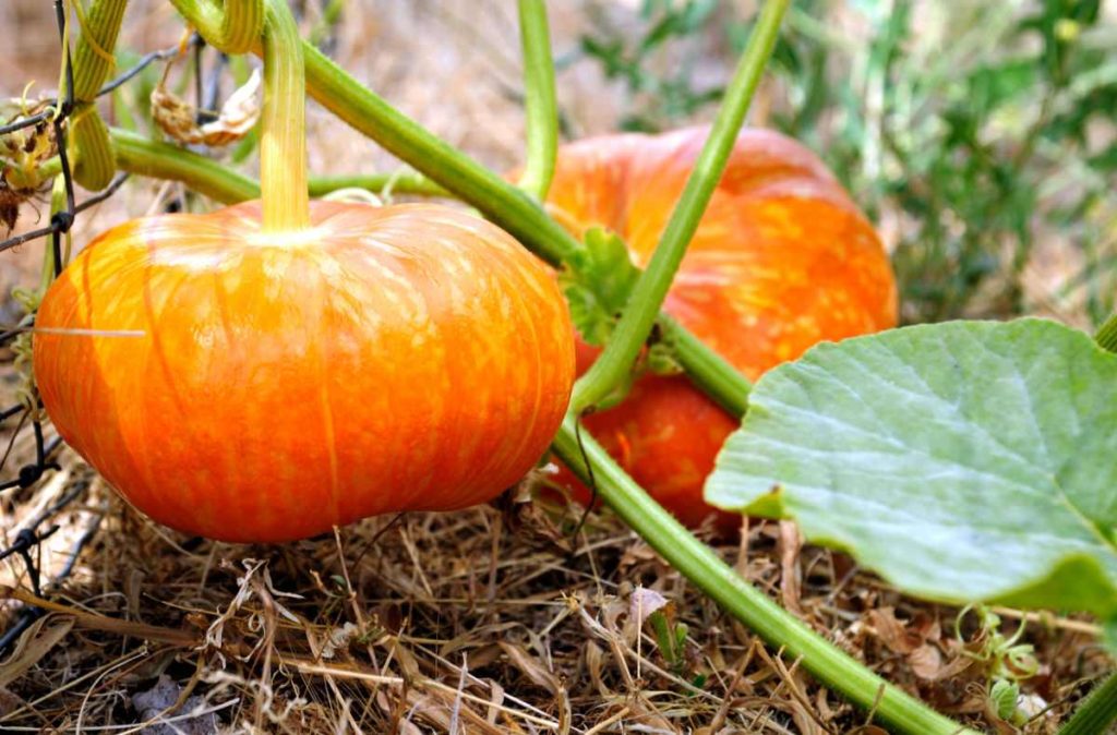 What are Heirloom Pumpkins? - Uses - Types - Seeds - Decorating