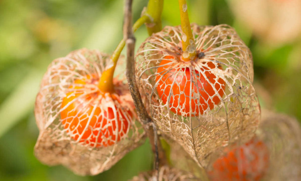 Growing Chinese Lantern Plant - How to Grow Physalis Alkekengi