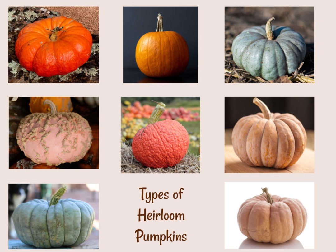 What are Heirloom Pumpkins? - Uses - Types - Seeds - Decorating