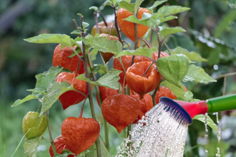 Growing Chinese Lantern Plant - How to Grow Physalis Alkekengi