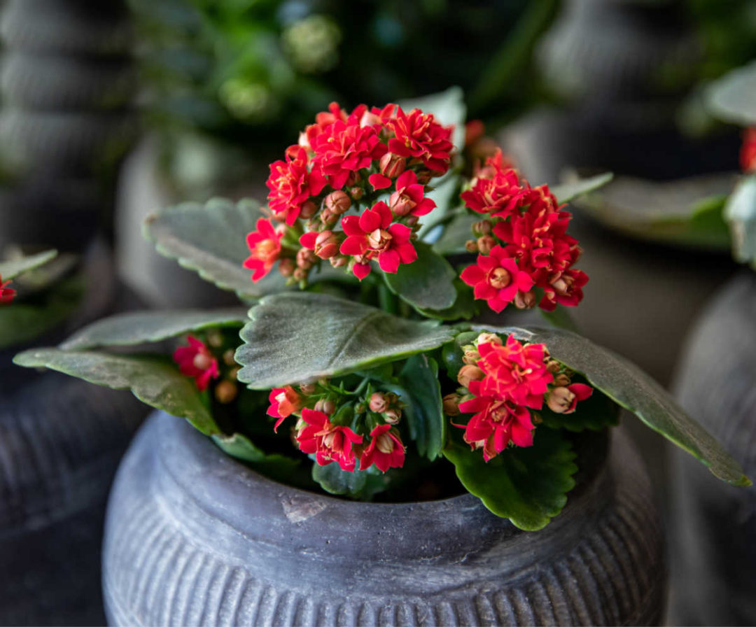 Indoor Plants with Red Flowers - 15 House Plants with Red Blooms