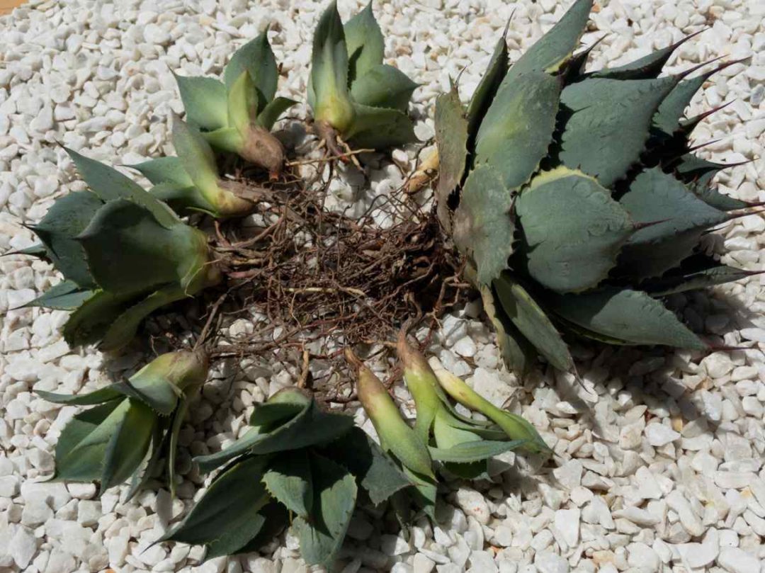 Succulent Babies - How to Propagate Offsets, Pups, & Side Shoots