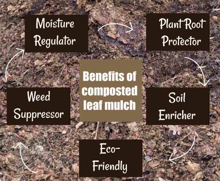 Tips for Mulching Leaves - How to Make Composted Leaf Mulch