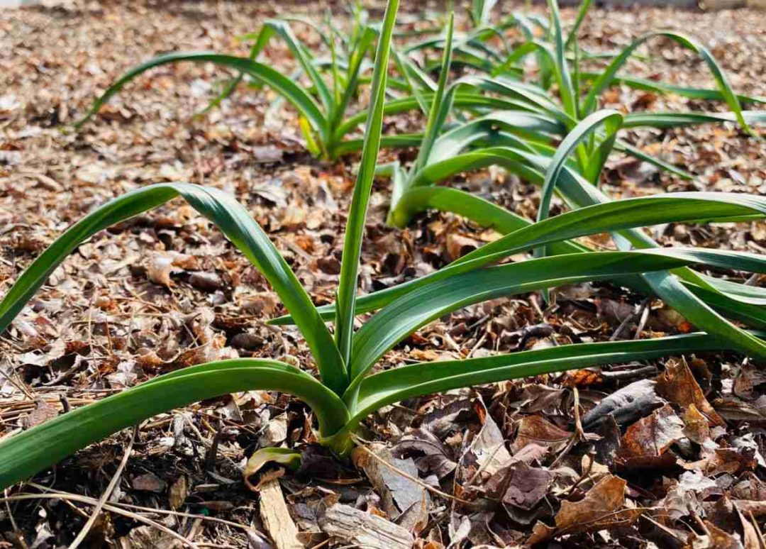 Tips for Mulching Leaves - How to Make Composted Leaf Mulch
