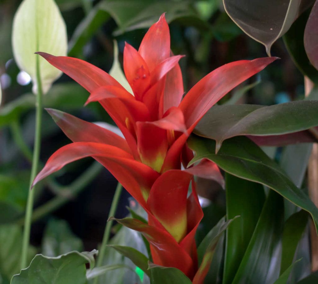 Indoor Plants with Red Flowers - 15 House Plants with Red Blooms